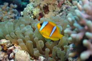 ACUC International Certification | ACUC International